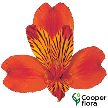 Arquivo Produtos - Página 2 de 72 - Cooperflora