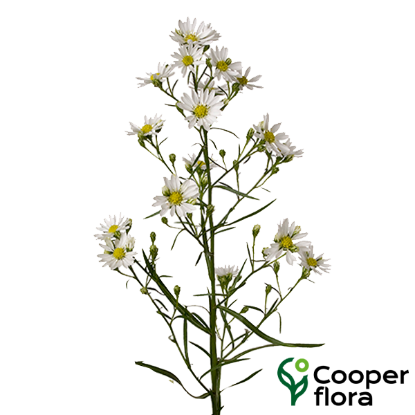 Aster Branco Sandálias Em Pele, Dingo Da ASTER® Calçado Aster