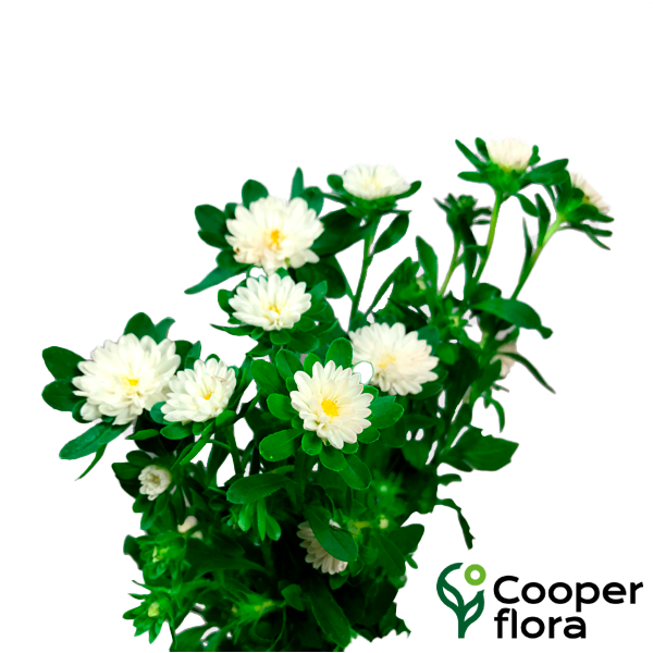 Arquivo Produtos - Página 7 de 60 - Cooperflora