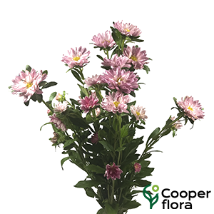Arquivo Produtos - Página 7 de 57 - Cooperflora