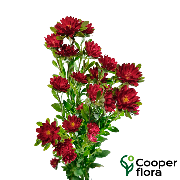 Arquivo Produtos - Página 7 de 60 - Cooperflora