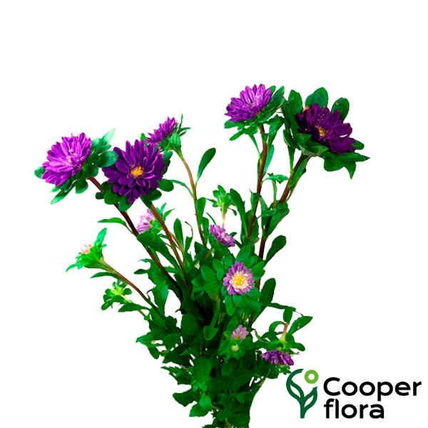 Arquivo Produtos - Página 7 de 65 - Cooperflora