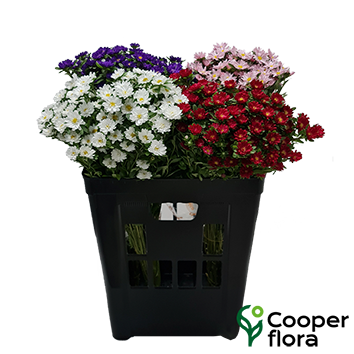 Arquivo Produtos - Página 7 de 60 - Cooperflora