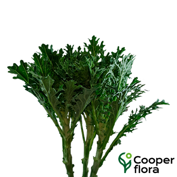 Arquivo Produtos - Página 13 de 118 - Cooperflora