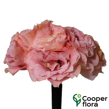 Arquivo Produtos - Página 9 de 58 - Cooperflora