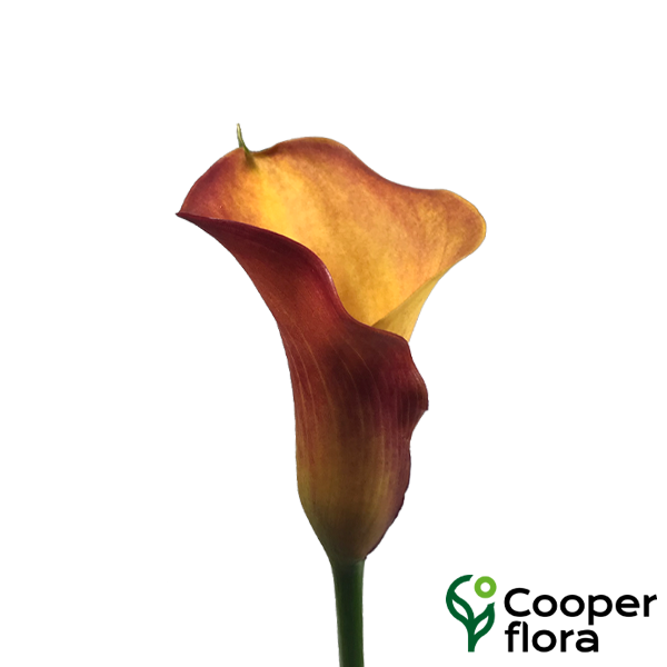 Arquivo Produtos - Página 11 de 59 - Cooperflora