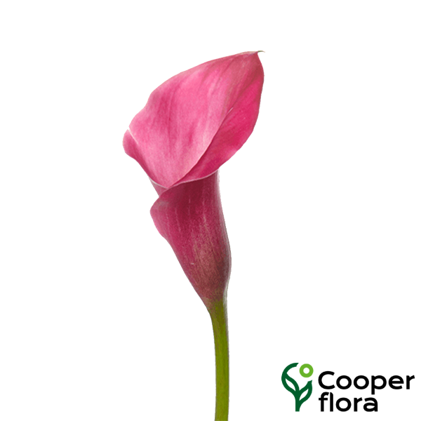 Arquivo Produtos - Página 11 de 59 - Cooperflora