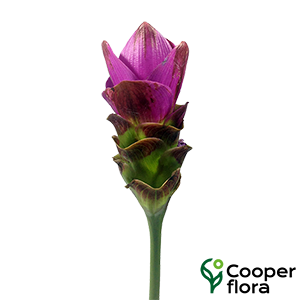 Arquivo Produtos - Página 25 de 70 - Cooperflora