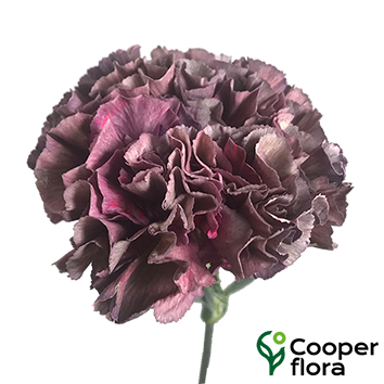 Arquivo Produtos - Página 13 de 59 - Cooperflora