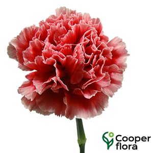 Arquivo Produtos - Página 13 de 59 - Cooperflora