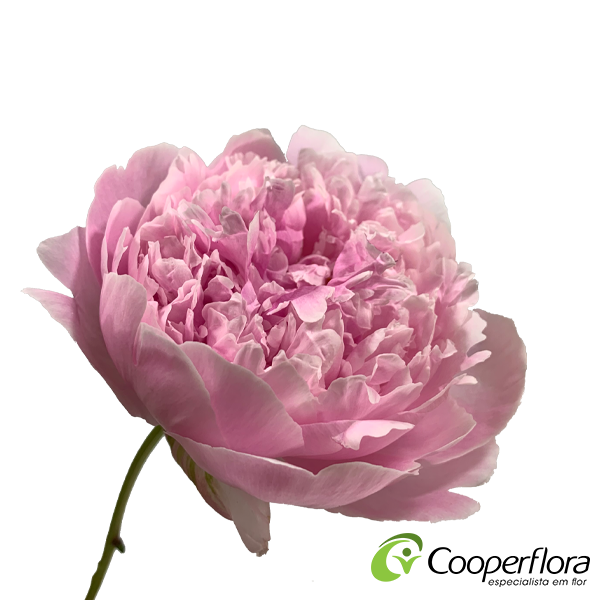 Arquivo Produtos - Página 47 de 68 - Cooperflora