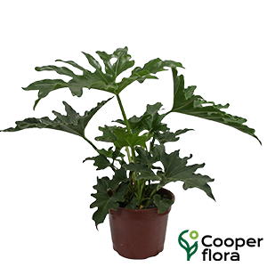 Arquivo Produtos - Página 61 de 69 - Cooperflora