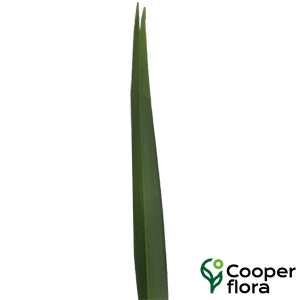 FOLHAGEM FORMIO VERDE - Cooperflora