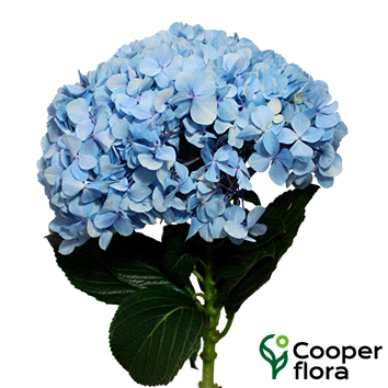 Arquivo Produtos - Página 38 de 68 - Cooperflora