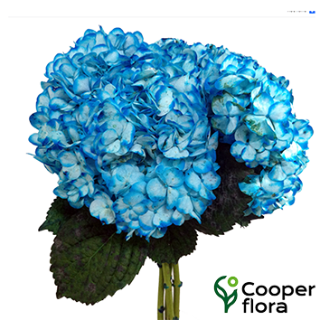 Arquivo Produtos - Página 38 de 68 - Cooperflora