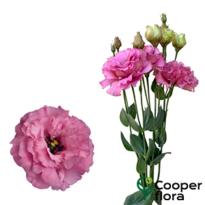 Arquivo Produtos - Página 44 de 68 - Cooperflora