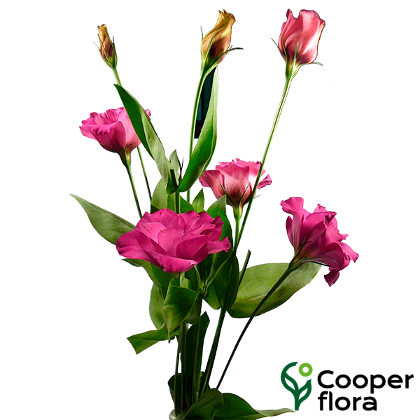 Arquivo Produtos - Página 44 de 70 - Cooperflora