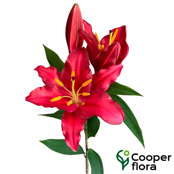 Arquivo Produtos - Página 40 de 70 - Cooperflora