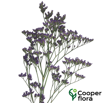 Arquivo Produtos - Página 40 de 70 - Cooperflora