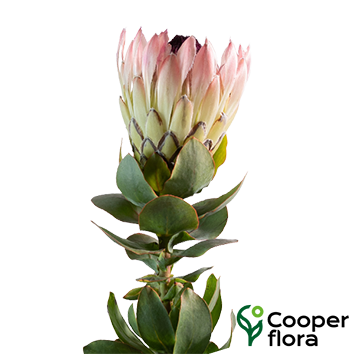 Arquivo Produtos - Página 47 de 68 - Cooperflora