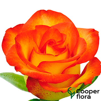 Arquivo Produtos - Página 49 de 65 - Cooperflora