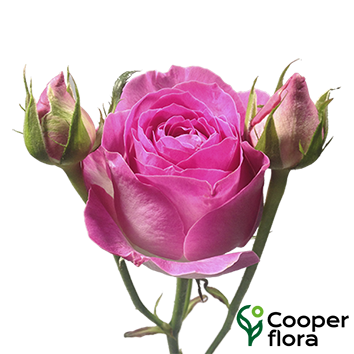 Arquivo Produtos - Página 46 de 59 - Cooperflora