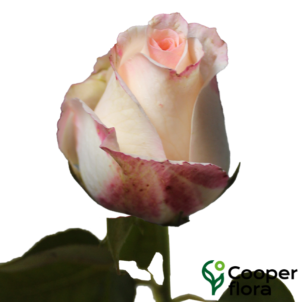 Arquivo Produtos - Página 52 de 68 - Cooperflora