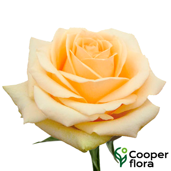 Arquivo Produtos - Página 53 de 68 - Cooperflora