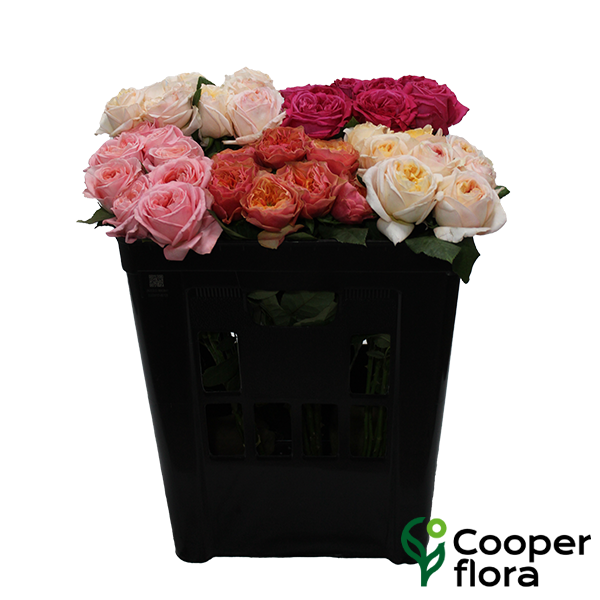 Arquivo Produtos - Página 52 de 69 - Cooperflora