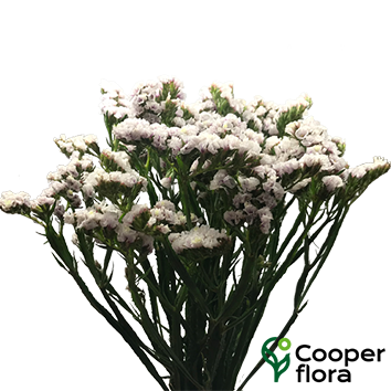 Arquivo Produtos - Página 55 de 69 - Cooperflora