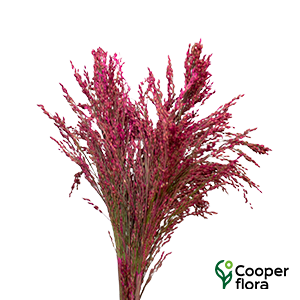 Arquivo Produtos - Página 52 de 60 - Cooperflora