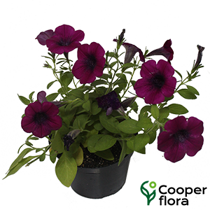 Arquivo Produtos - Página 65 de 70 - Cooperflora